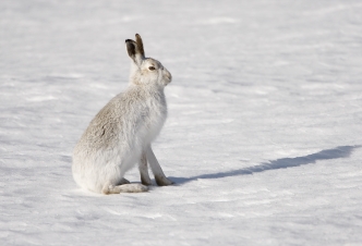 arctic hare uk