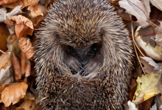 hibernating animals uk