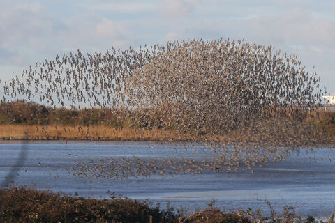 Winter Migration Guide – Migratory birds to spot this winter | The ...