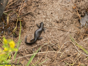 Know your newt! | The Wildlife Trust for Lancashire Manchester and ...