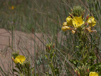 Blast from the past: Sefton's sand dunes in bloom | The Wildlife Trust ...