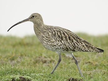 How to tell the difference between similar wading birds | The Wildlife ...