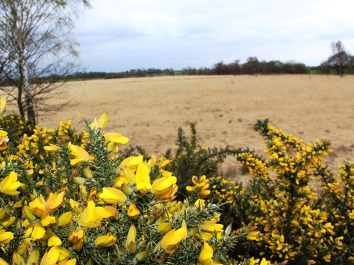 Chat Moss Project | The Wildlife Trust for Lancashire, Manchester and ...