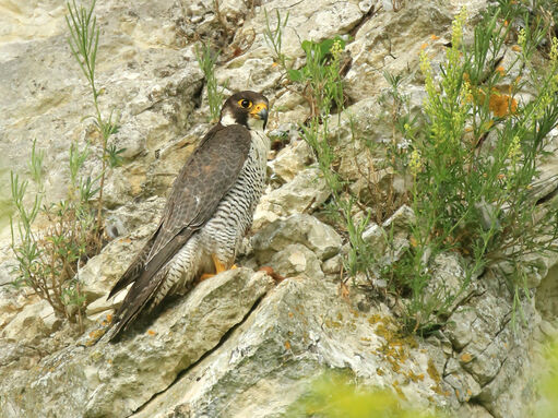 Peregrine falcons | The Wildlife Trust for Lancashire, Manchester and ...