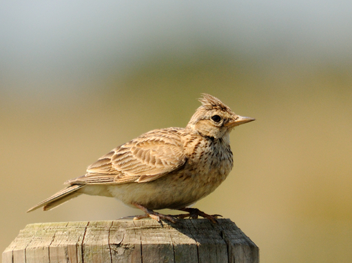 Look out for ground-nesting birds | The Wildlife Trust for Lancashire ...