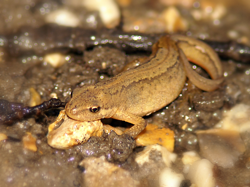 Know your newt! | The Wildlife Trust for Lancashire Manchester and ...