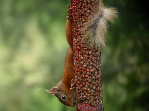 Red Squirrel Recovery Network | The Wildlife Trust for Lancashire ...