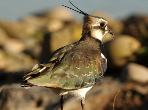 Winter Migration Guide – Migratory birds to spot this winter | The ...
