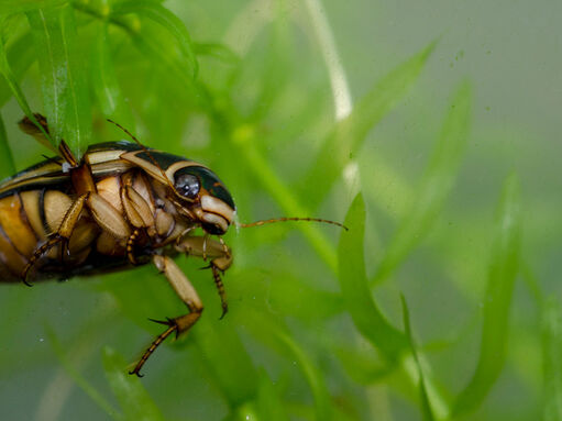 John Sisk & Son helps create homes for wildlife at Lunt Meadows | The ...