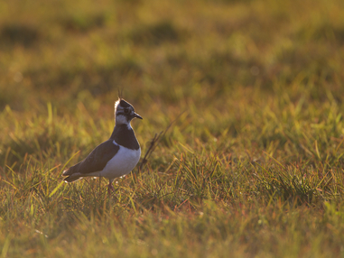 Look out for ground-nesting birds | The Wildlife Trust for Lancashire ...