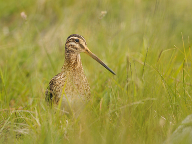 Look out for ground-nesting birds | The Wildlife Trust for Lancashire ...