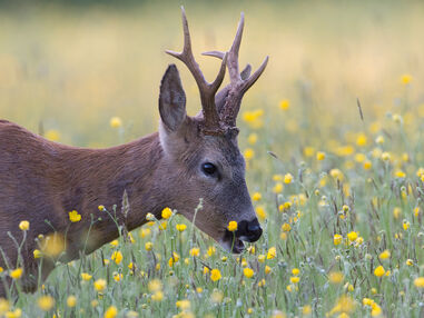 Roe Deer | The Wildlife Trust for Lancashire Manchester and North ...