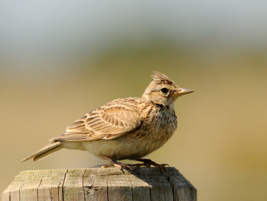 Look out for ground-nesting birds | The Wildlife Trust for Lancashire ...