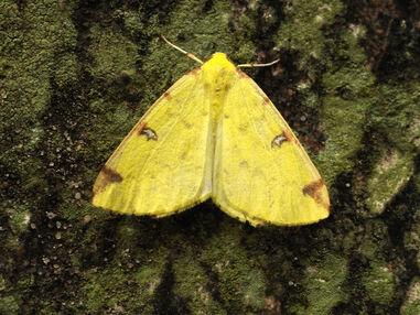 Moth trapping for beginners | The Wildlife Trust for Lancashire ...