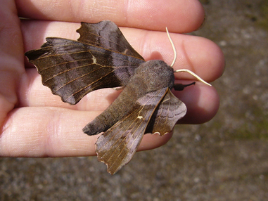 Moth trapping for beginners | The Wildlife Trust for Lancashire ...
