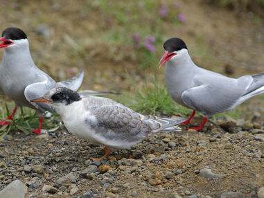 Terns | The Wildlife Trust for Lancashire Manchester and North Merseyside