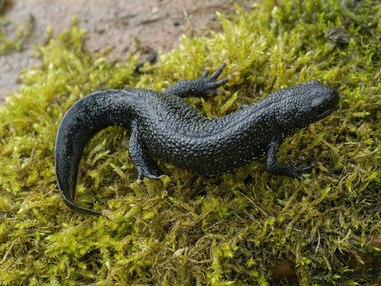 Know your newt! | The Wildlife Trust for Lancashire Manchester and ...