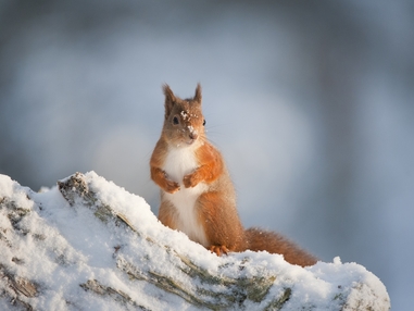 Red Squirrel Recovery Network | The Wildlife Trust for Lancashire ...