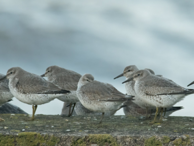 Winter Migration Guide – Migratory birds to spot this winter | The ...