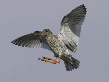 How to tell the difference between similar wading birds | The Wildlife ...
