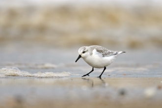 Wading birds | The Wildlife Trust for Lancashire, Manchester and North ...
