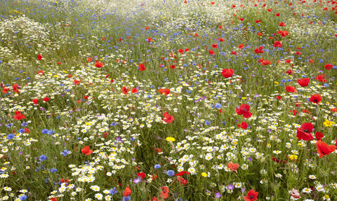 Summer Meadows | The Wildlife Trust for Lancashire, Manchester and ...