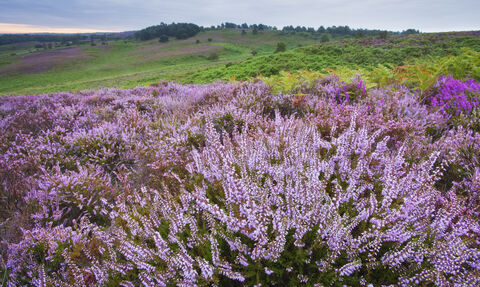 Heather | The Wildlife Trust for Lancashire, Manchester and North ...