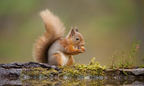 Red squirrel sightings form | The Wildlife Trust for Lancashire ...