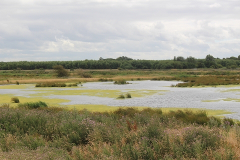 Lunt Meadows | The Wildlife Trust for Lancashire, Manchester and North ...