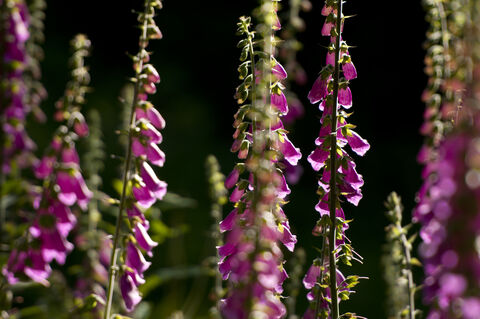 Astley Moss | The Wildlife Trust for Lancashire, Manchester and North ...