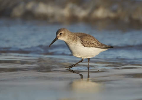 The Mersey Tidal Barrage Proposal | The Wildlife Trust for Lancashire ...