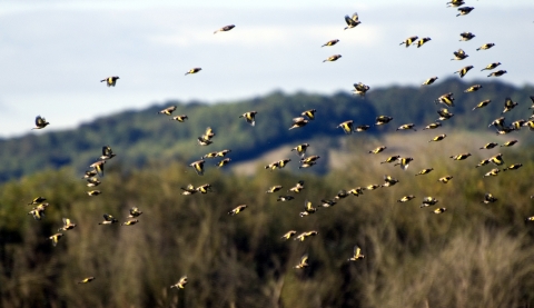 Nature friendly farming at our Rindle wetter farming trial | The ...