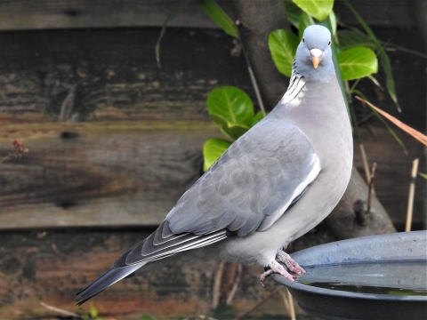 Two pigeons a-flapping | The Wildlife Trust for Lancashire, Manchester ...