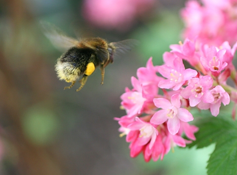 Late spring bees and wasps | The Wildlife Trust for Lancashire ...