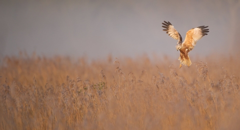 Harriers, hawks and falcons, oh my! How to identify birds of prey | The ...
