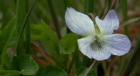 wild violet uk