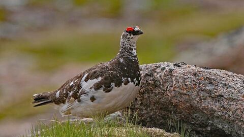 Ptarmigan | The Wildlife Trust for Lancashire, Manchester and North ...