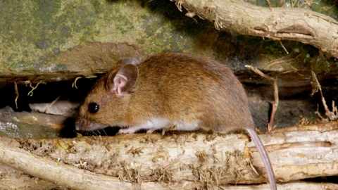 Wood mouse | The Wildlife Trust for Lancashire, Manchester and North ...