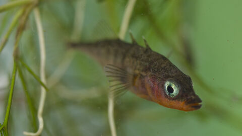 Three-spined stickleback | The Wildlife Trust for Lancashire ...