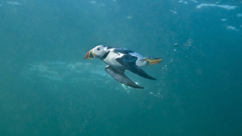 Puffin | The Wildlife Trust for Lancashire, Manchester and North Merseyside