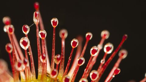 Round-leaved sundew | The Wildlife Trust for Lancashire Manchester and ...