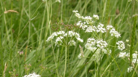 Pignut | The Wildlife Trust for Lancashire, Manchester and North Merseyside
