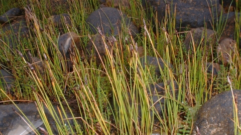 Common spike-rush | The Wildlife Trust for Lancashire, Manchester and ...