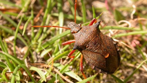 Spiked shieldbug | The Wildlife Trust for Lancashire Manchester and ...