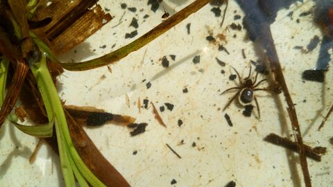 Water spider | The Wildlife Trust for Lancashire, Manchester and North ...