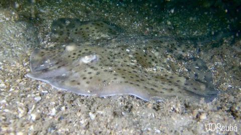 Spotted ray | The Wildlife Trust for Lancashire, Manchester and North ...