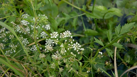 Lesser water-parsnip | The Wildlife Trust for Lancashire Manchester and ...