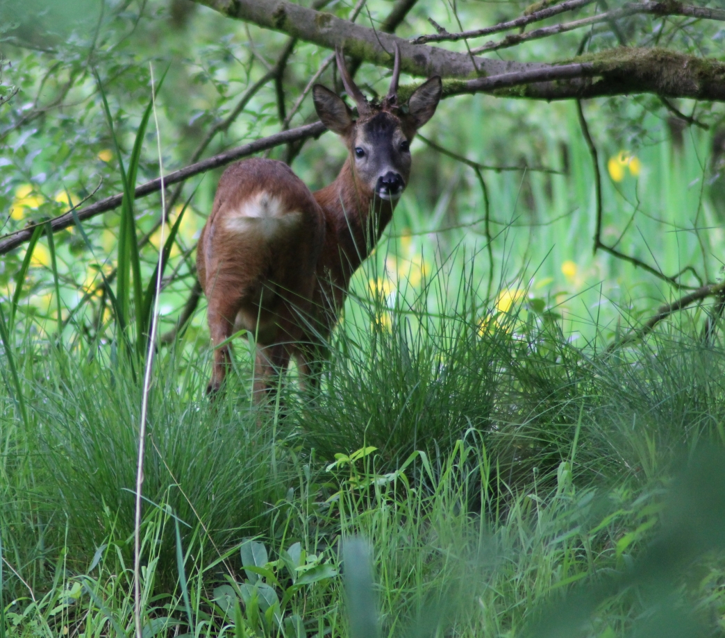 Roe Deer | The Wildlife Trust for Lancashire, Manchester and North ...