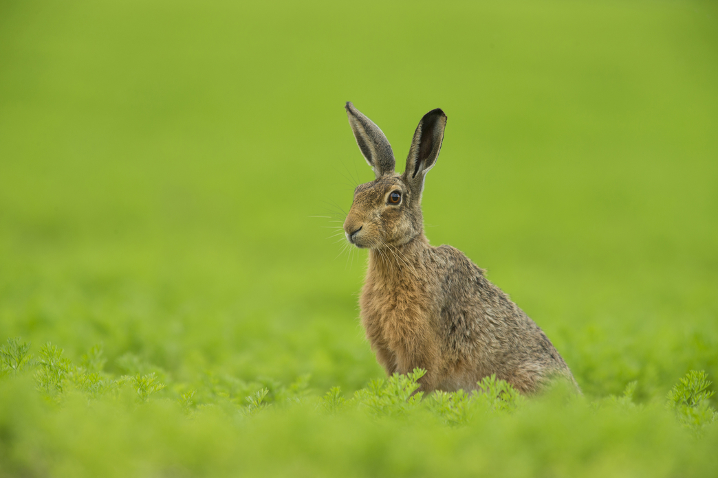 Hares | The Wildlife Trust for Lancashire, Manchester and North Merseyside