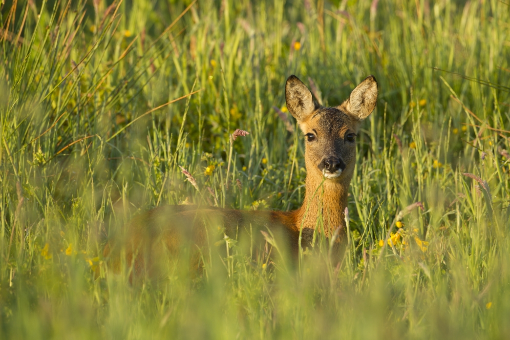Roe Deer | The Wildlife Trust for Lancashire, Manchester and North ...